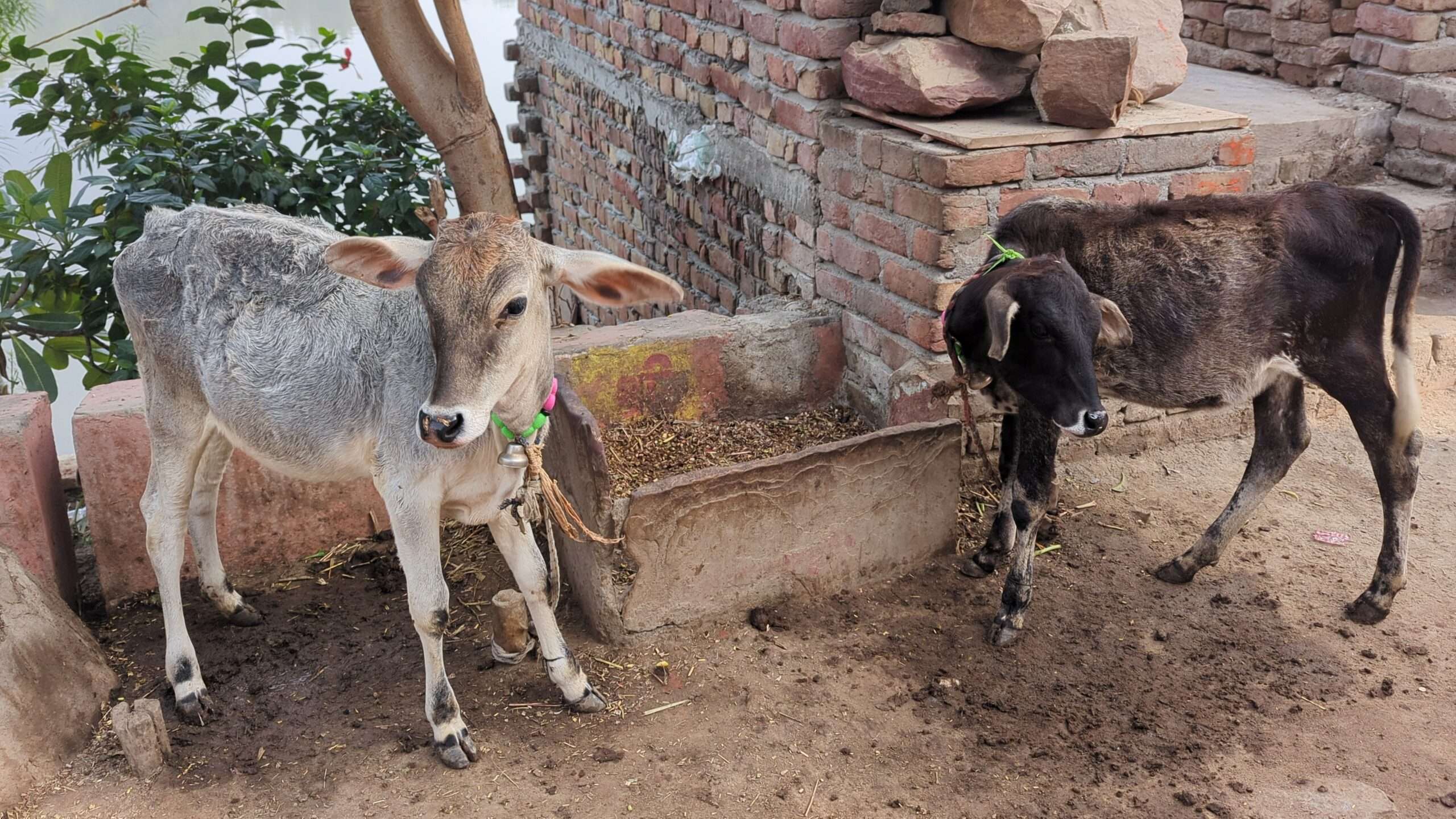 Bahulavana with devotees, photos - 2024 - Vedic Library by ISVARA.org